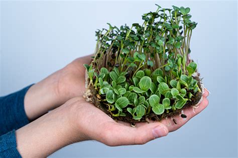 마이크로그린을 손에 들고 있다 우유 엉 겅 퀴와 무 발아 콩나물 도시 원예 유기농 비건 식품 유용한 비타민 집에서 성장 잎 마이크로그린 성장 건강한 식생활에 대한 스톡 사진