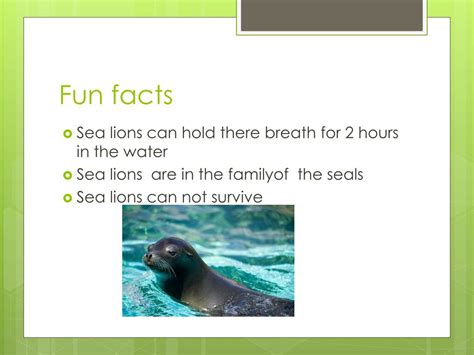 Ppt Sea Lions Water Lions Powerpoint Presentation Free Download Id