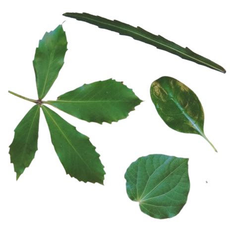 Native Tree Identification Karioi Project