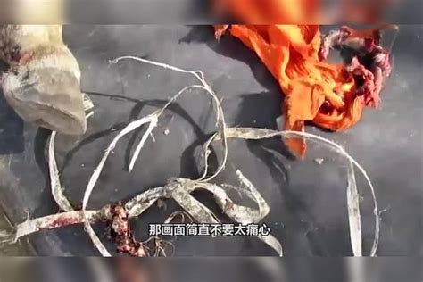 流浪狗被钢铁插入腹部，趴在地上痛苦挣扎，男子的举动让人暖心腹部流浪狗男子