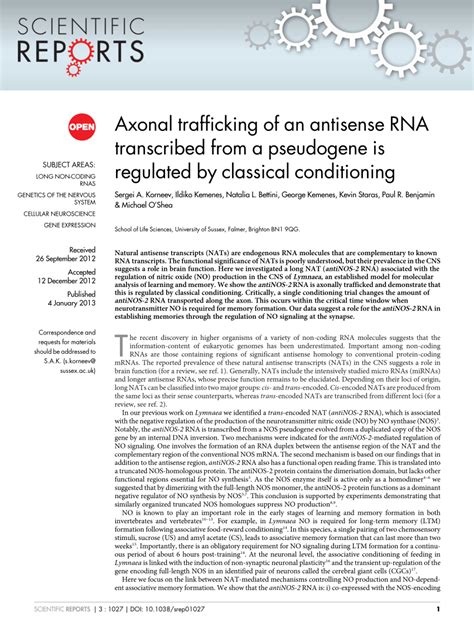 Pdf Axonal Trafficking Of An Antisense Rna Transcribed From A Pseudogene Is Regulated By