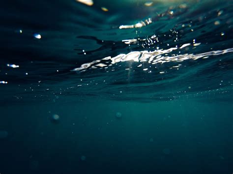 Top 5 Algae Based Omega 3 Supplements For Vegetarians And Vegans Eco