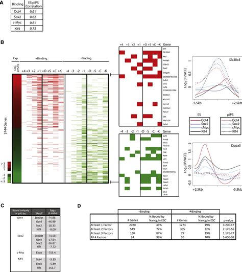 Role Of The Murine Reprogramming Factors In The Induction Of Pluripotency Cell