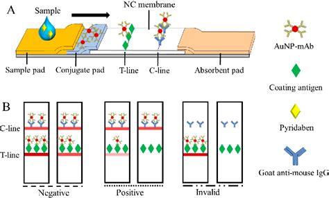 Figure 1 From Monoclonal Antibody Based Colorimetric Lateral Flow Immunoassay For The Detection
