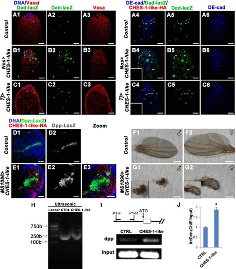 Ches 1 Like Prevents Spermatogonial Differentiation Through Promoting