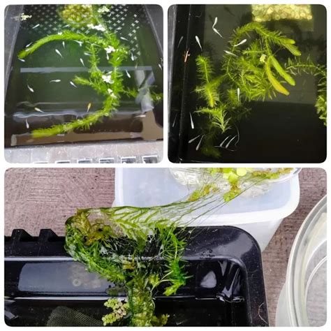 水草にアオミドロがべったりアオミドロが発生する原因と対策は アラ還さち子ブログ