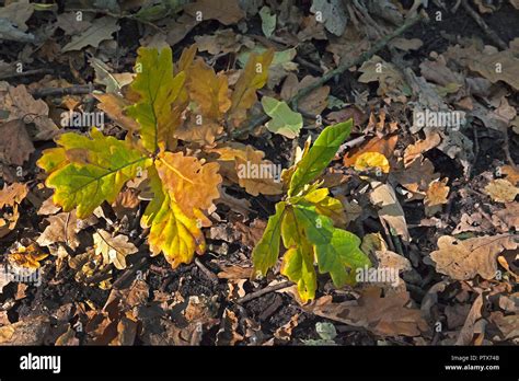 Decaying Tree Leaves Hi Res Stock Photography And Images Alamy