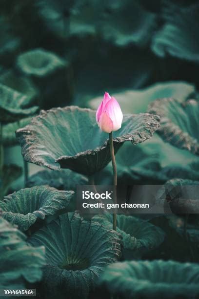 로터스 꽃의 꽃 봉 오리입니다 배경은은 로터스 잎 및 연꽃과 로터스 버드와 나무 이다 요코하마 가나가 현 일본 산케이 위치를 촬영 0명에 대한 스톡 사진 및 기타 이미지