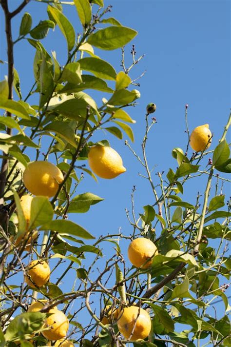 맑은 푸른 하늘 아래 안탈리아의 레몬나무 · 무료 스톡 사진