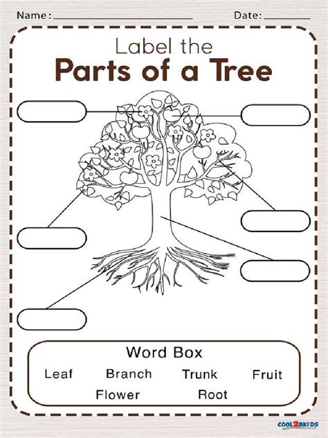 Parts Of A Tree Worksheet Pdf Worksheets Library