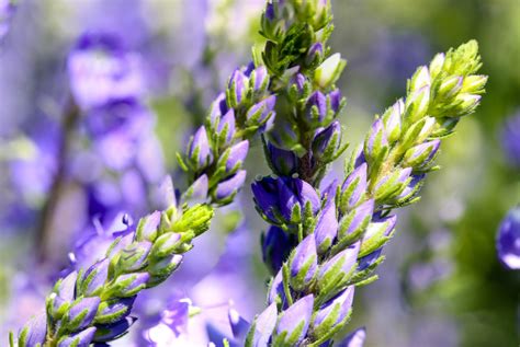 Larkspur Flower Buds Larkspur Bunch Growers Direct Flowers