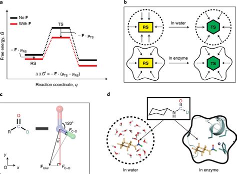 Electrostatic Catalysis And The Two Directional Vibrational Probe Used Download Scientific