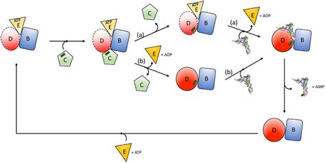 Hypothetic Reaction Scheme For Tsabde Binding Of Tsae And Atp To Tsabd Download Scientific
