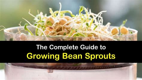Bean Sprout Growing Incredible Tricks For Planting Bean Sprouts