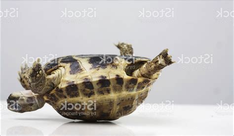 Screen Shot 2016 12 08 At 1 Tilos Americas