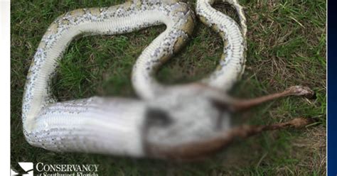 Burmese Python Eats Deer Weighing More Than Python Itself Cbs Miami