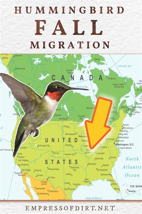 2024 Fall Hummingbird Migration Canada United States Empress Of Dirt