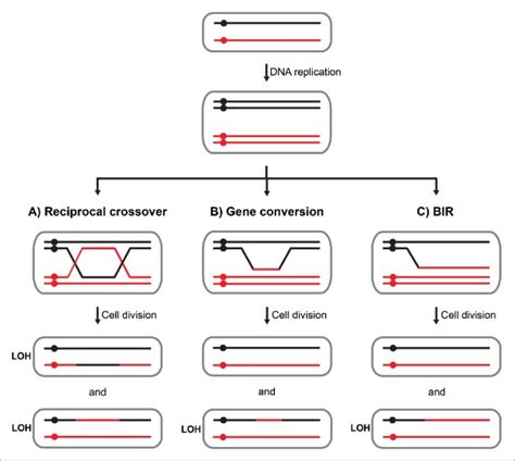 Somatic Recombination In Adult Tissues What Is There To Learn Pmc