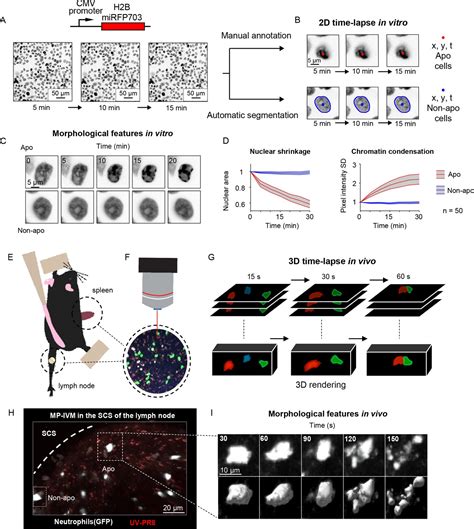 Figures And Data In Transformer Based Spatialtemporal Detection Of Apoptotic Cell Death In Live