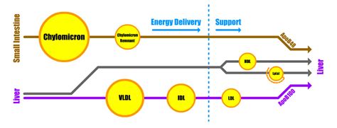 Thoughts Regarding LDL P ApoB And Remnants Cholesterol Code