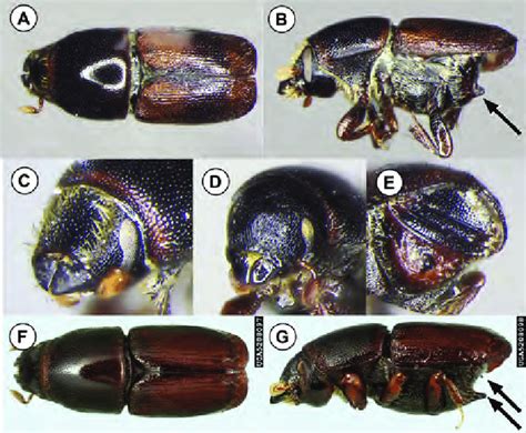 Comparación Entre Scolytus Schevyrewi Y S Multistriatus A S