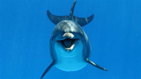 خودارضایی و کلیتوریس در دلفین‌ها؛ آیا حیوانات هم از آمیزش جنسی لذت می