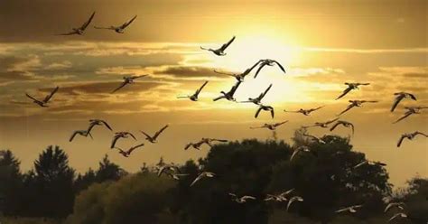 Migrar Oracle Con Rendimiento De Consultas De GPS MuyLinux