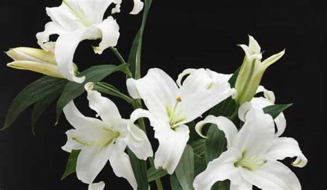 盆栽百合一年開幾次花正常情況一年開一次掌握竅門一年開2次