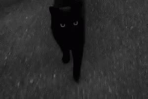 Black Cat Walking