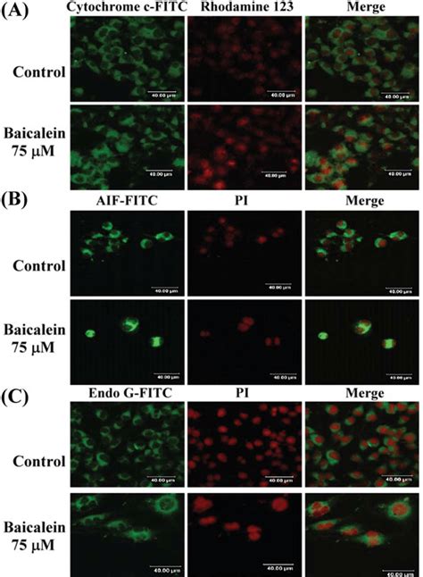 Effects Of Baicalein On Cytochrome C Aif And Endo G In J5 Cells Cells
