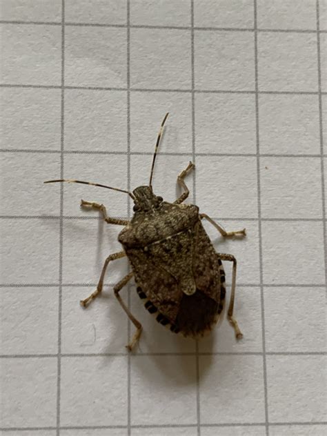 What Kind Of Bugs Have A Hard Shell