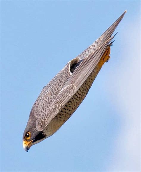 Peregrine Falcon Diving Form Falcon Soaring Peregrine Falcon Speed