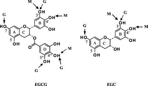 A Summary Of Possible Sites Of Methylation M And Glucuronidation G Download Scientific