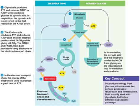 2 2 Glucose Metabolism Flashcards Quizlet
