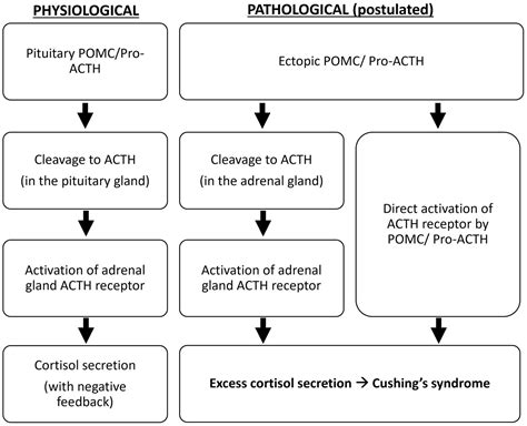 Cushings Syndrome Caused By Acth Precursors Secreted From A Pancreatic
