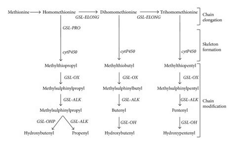 Simplified Model Of The Biosynthesis Pathway Of Aliphatic Glucosinolate Download Scientific