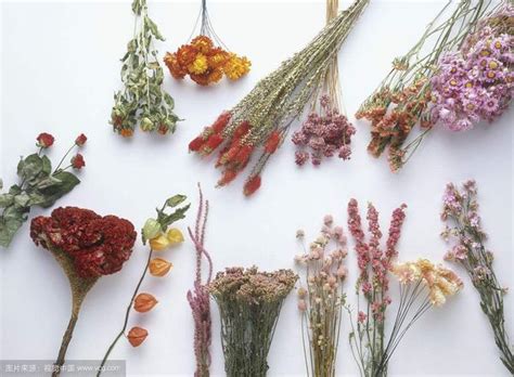 科普哪些花适合做成干花 知乎