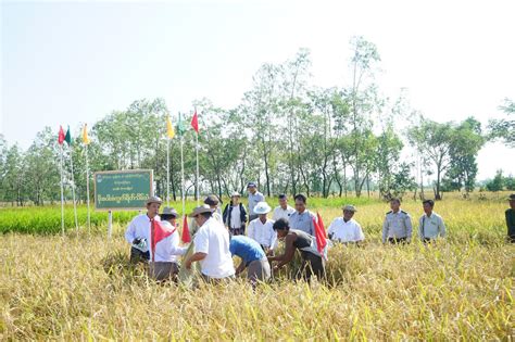 ဘိုကလေးမြို့နယ်တွင် မိုးစပါးစံကွက် ရိတ်သိမ်းပွဲကျင်းပ Information And Public Relations Department