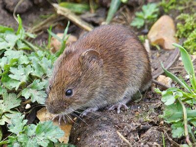 Vole Control Rodent Exterminator In Milwaukee Wi