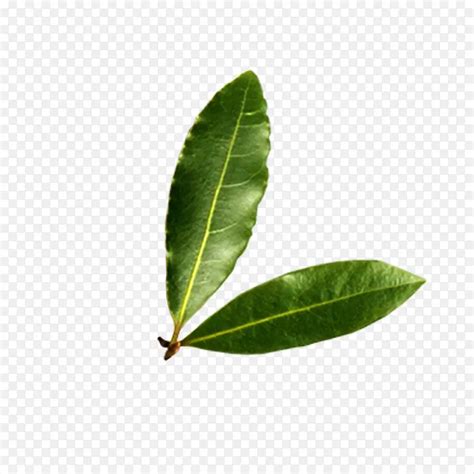 Png Png