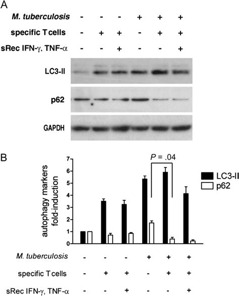 Interferon γ Ifn γ And Tumor Necrosis Factor α Tnf α Are Not Download Scientific Diagram