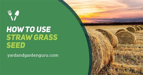 How To Use Straw Grass Seed