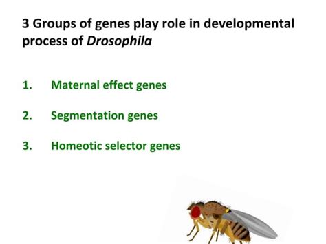 Genetic Regulation N Drosophila Development Pptx