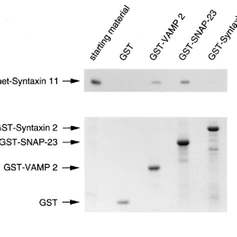 Binding Of Syntaxin 11 To Gst Snare Fusion Proteins Bacterially Download Scientific Diagram