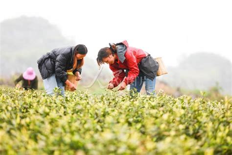 贵州黔西春日采茶忙 人民图片网