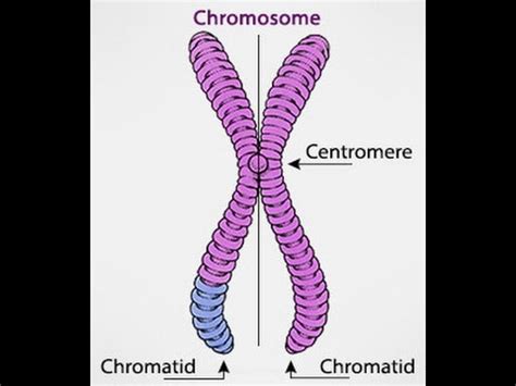 Difference Between Chromosome And Chromatid Difference Wiki