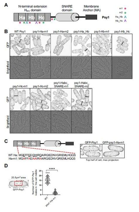 Analysis Of Psy1 Mutant Node Localization A Diagram Of Psy1 Protein