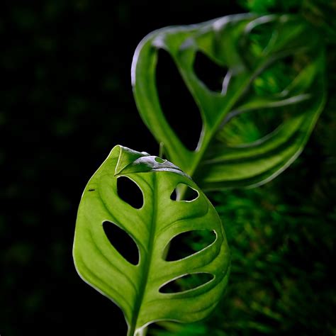 龟背竹 树叶 植物 Pixabay上的免费照片