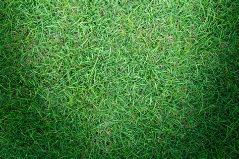 잔디 질감 또는 잔디 배경 골프 코스에 대 한 녹색 잔디 축구 필드 또는 스포츠 배경 컨셉 디자인 자연 녹색 잔디입니다 0명에 대한 스톡 사진 및 기타 이미지 Istock
