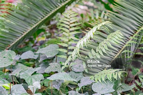 이미지는 무성한 녹색 환경에서 양치류 대나무 또는 풀 같은 단풍을 닮은 뚜렷한 잎 모양과 질감을 가진 다양한 식물의 클로즈업을 묘사합니다 0명에 대한 스톡 사진 및 기타